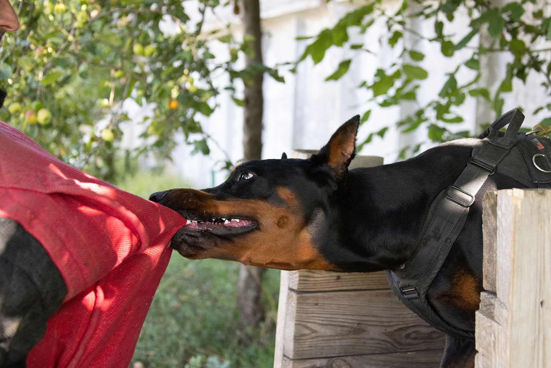 Nebraska Dog Bite Injury Lawyers | Steffens Law